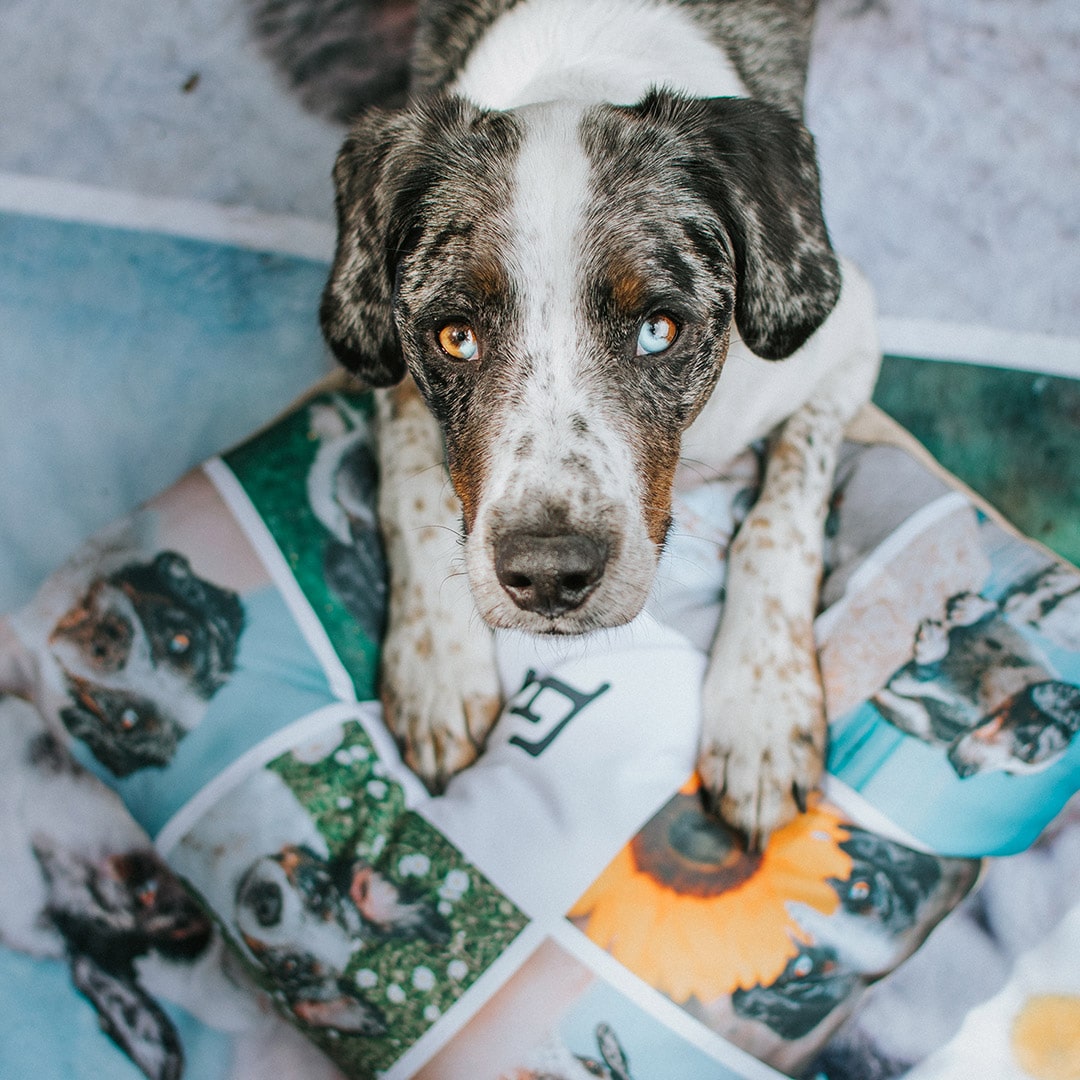 Let your pet parent flag fly! | Snapfish