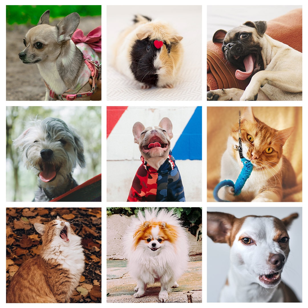 Ten Tips For Photographing Your Pet | Snapfish US